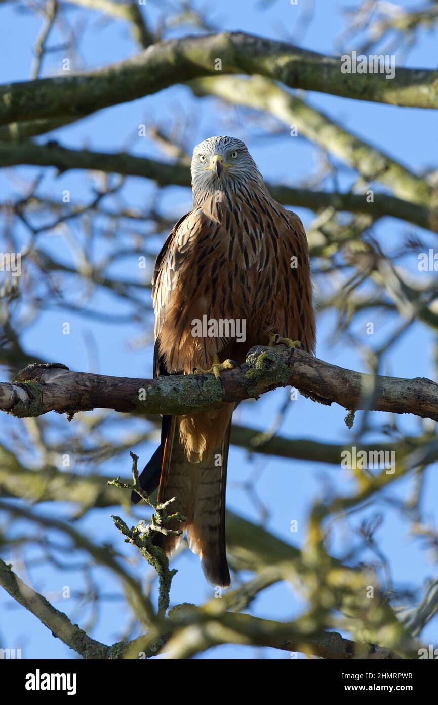 Hunter red kite hi-res stock photography and images - Alamy