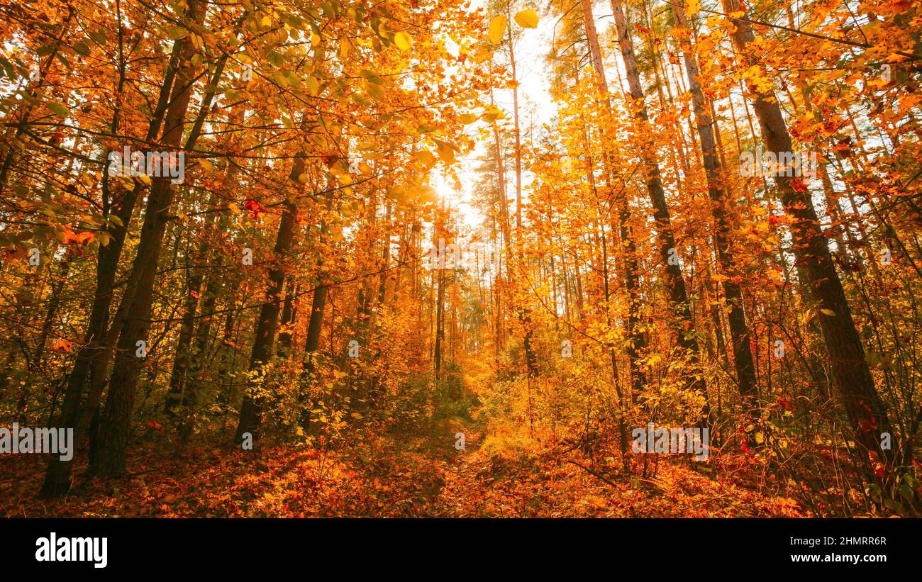 4K Change Season From Green Summer To Yellow Colors of Autumn Forest ...