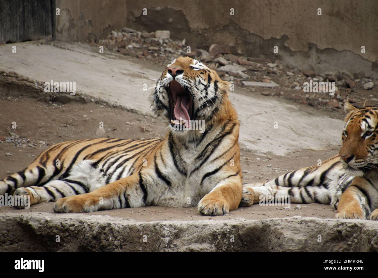 Sitting on the green grass a striped tiger tiger with gray wall on the ...