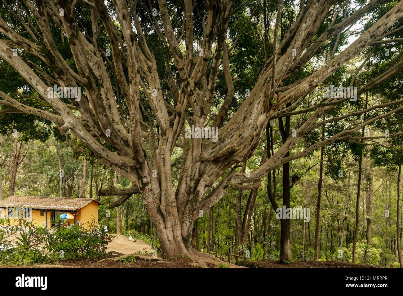 Beautiful view of the old big tree in the dense green forest of Antigua ...