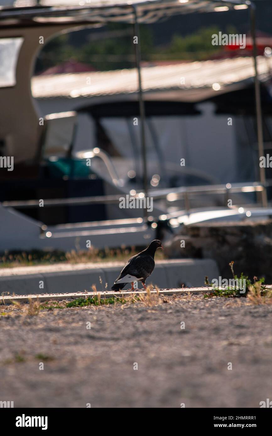 Selective of a pigeon in a port Stock Photo - Alamy