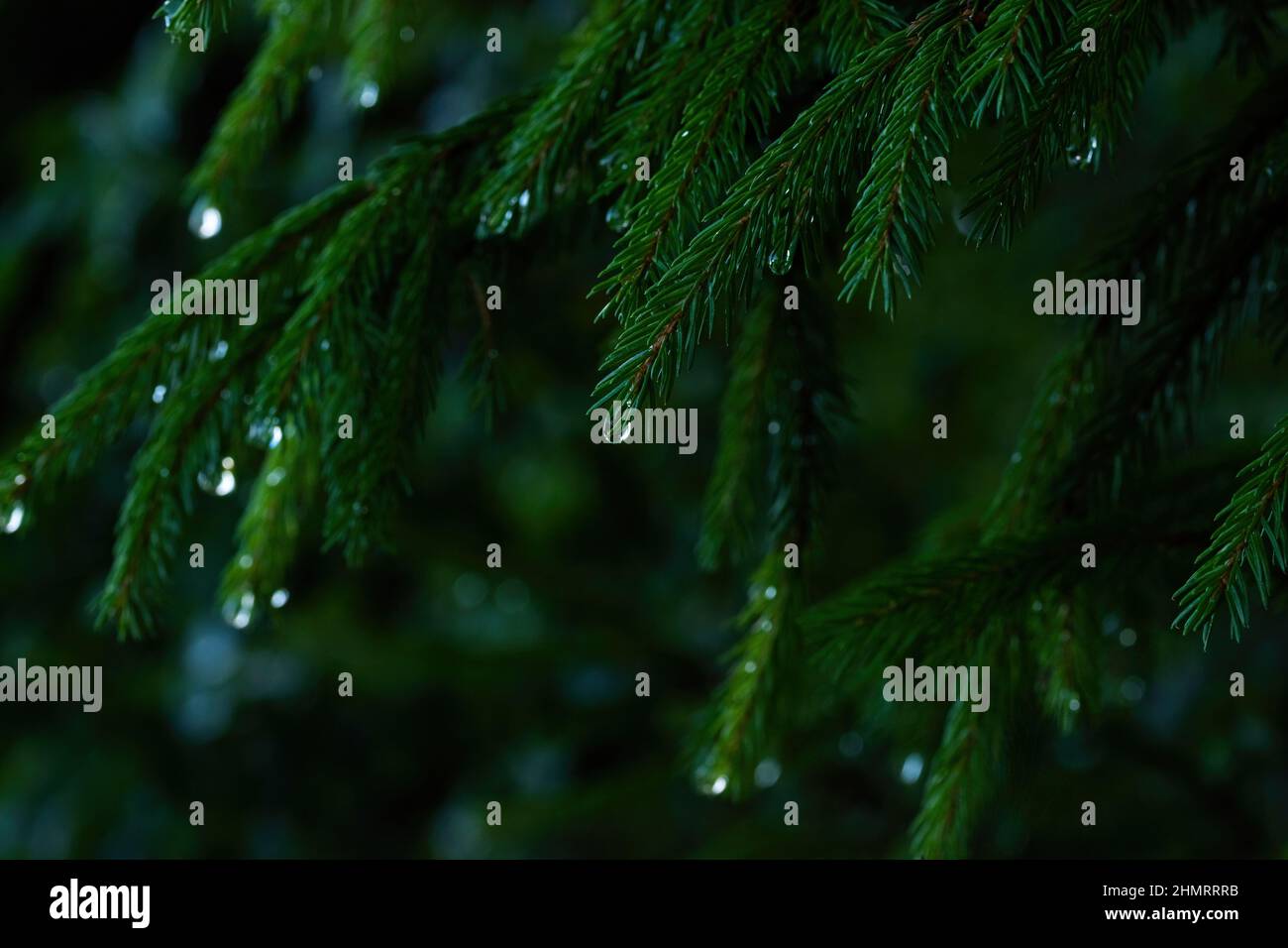 Fir-tree branches with water drops after rain. Dark nature background ...
