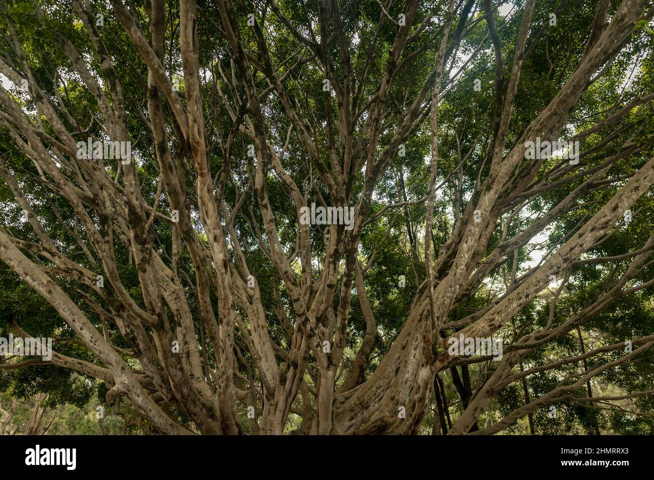 Ancient tree spreading out through long branches Stock Photo - Alamy