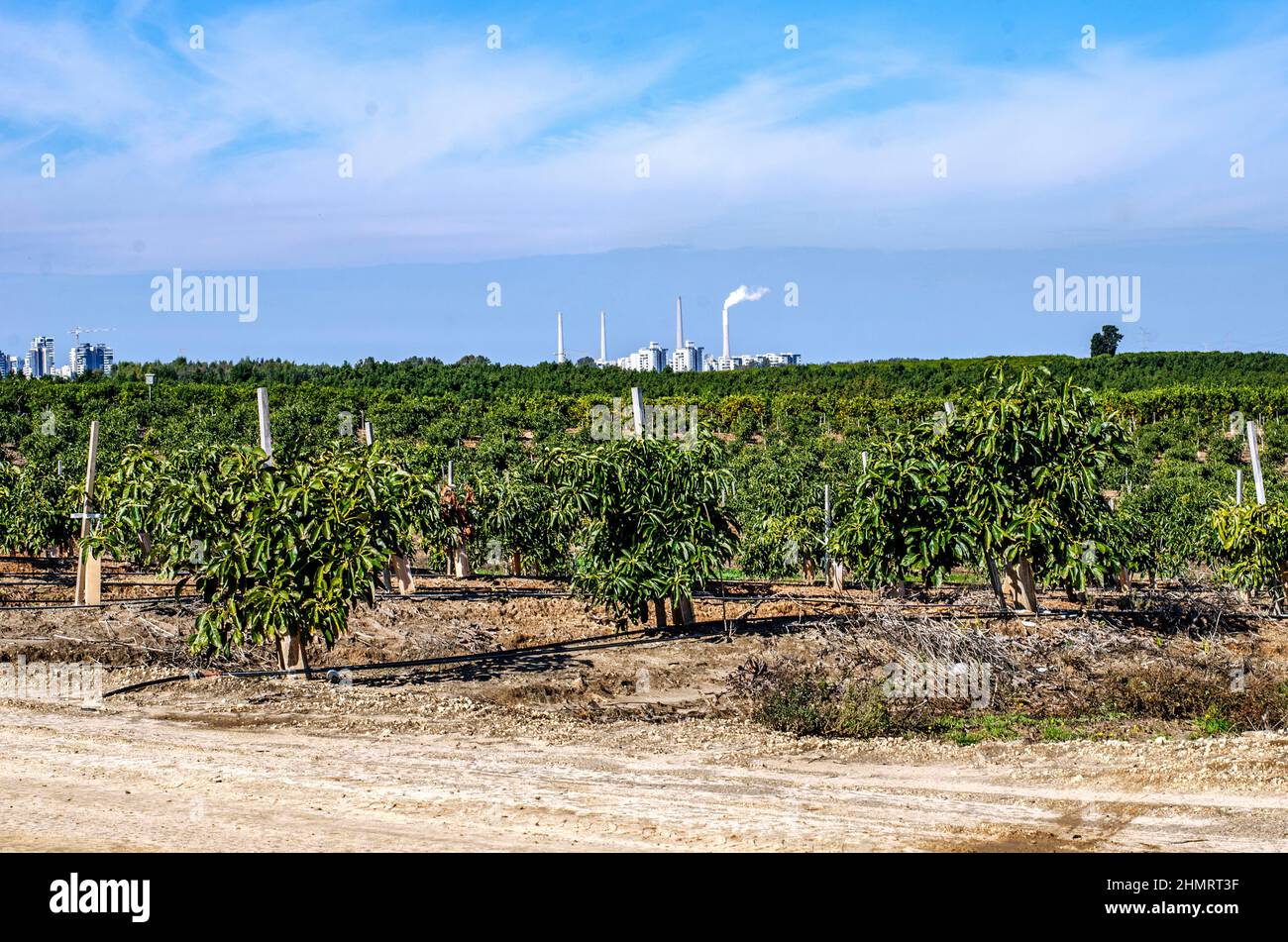 Avocado trees in Israel Plantation nearHadera Stock Photo - Alamy