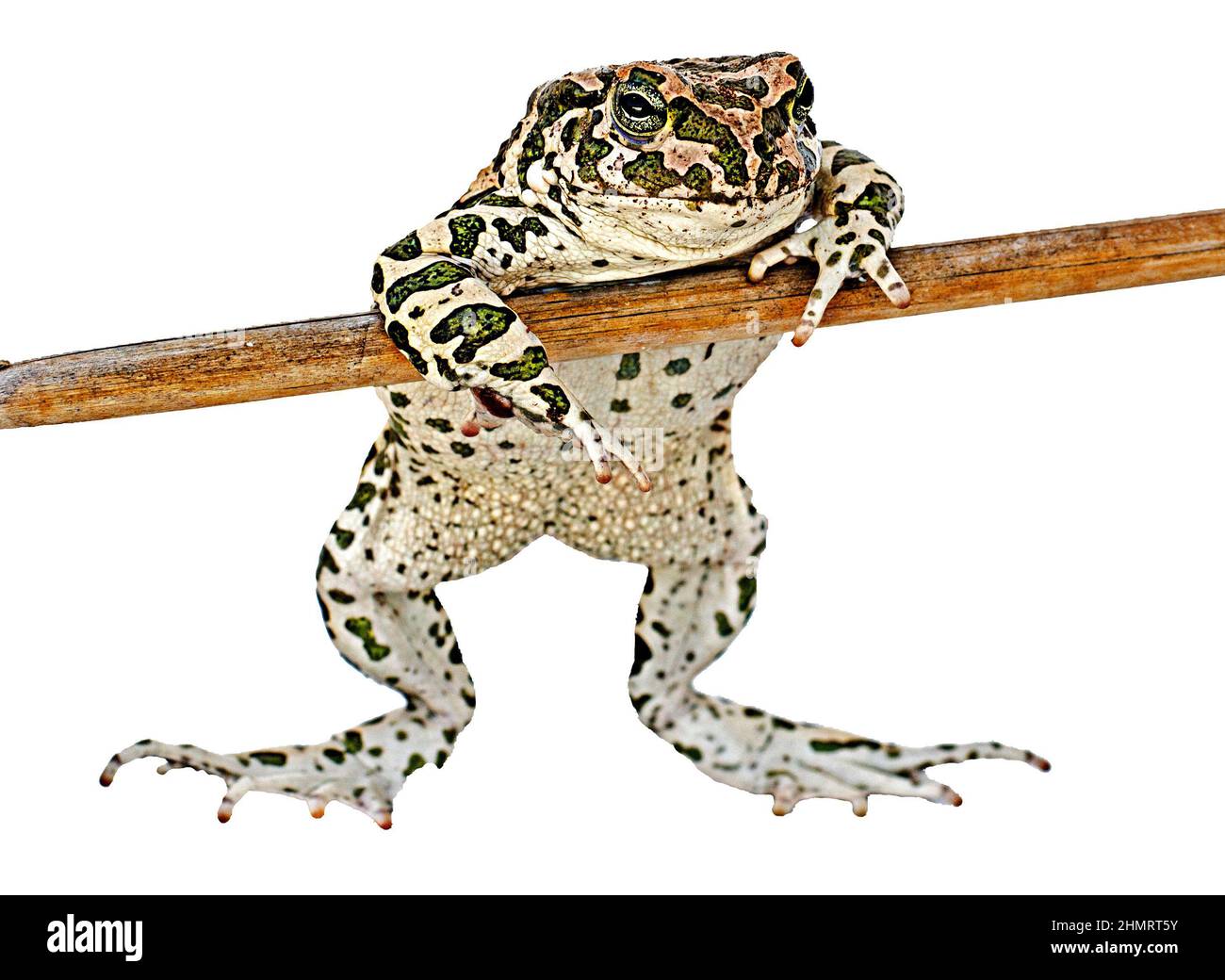 Toad isolated on white background Stock Photo - Alamy