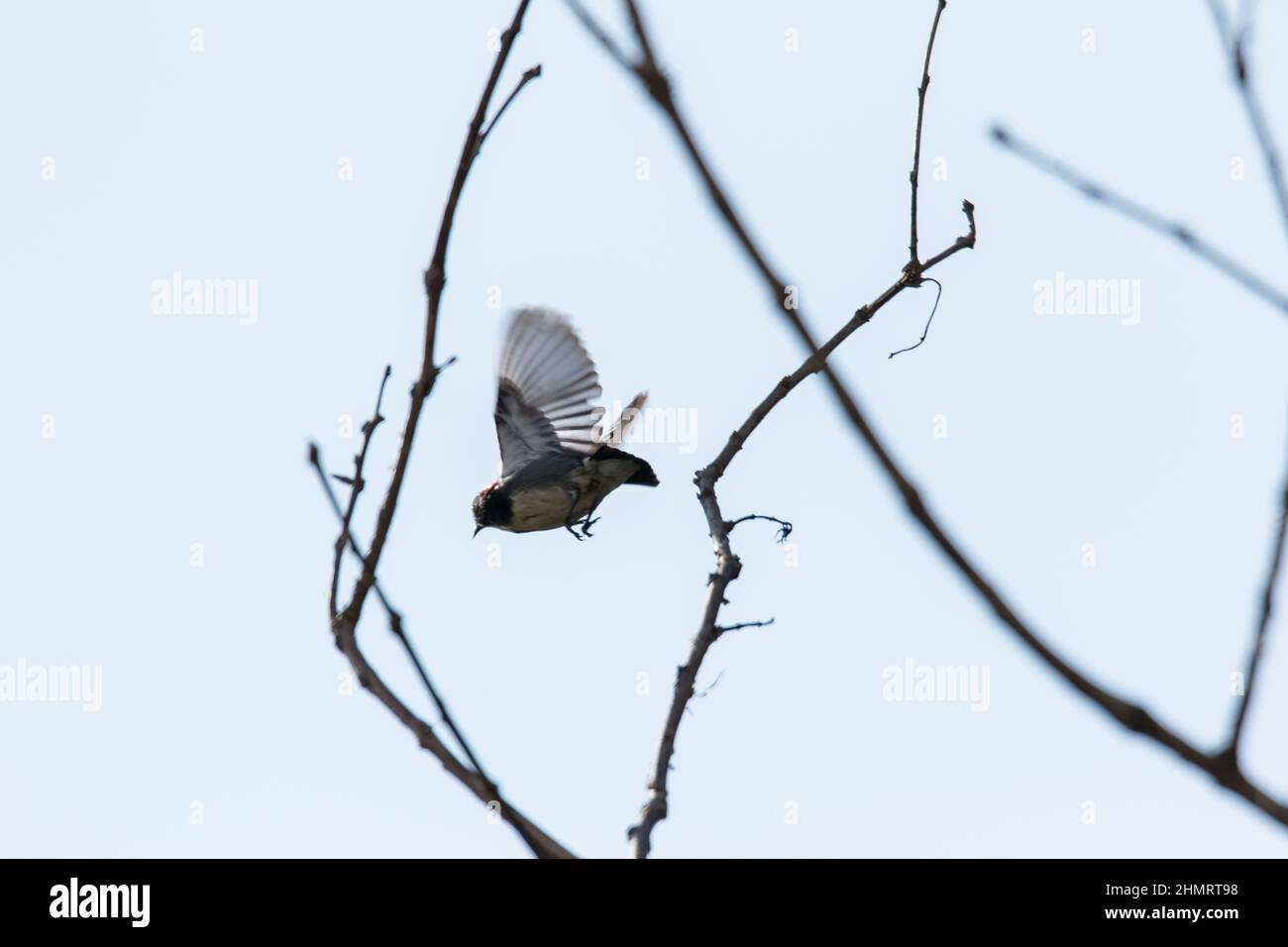little bird escaping photographer in between stick Stock Photo - Alamy