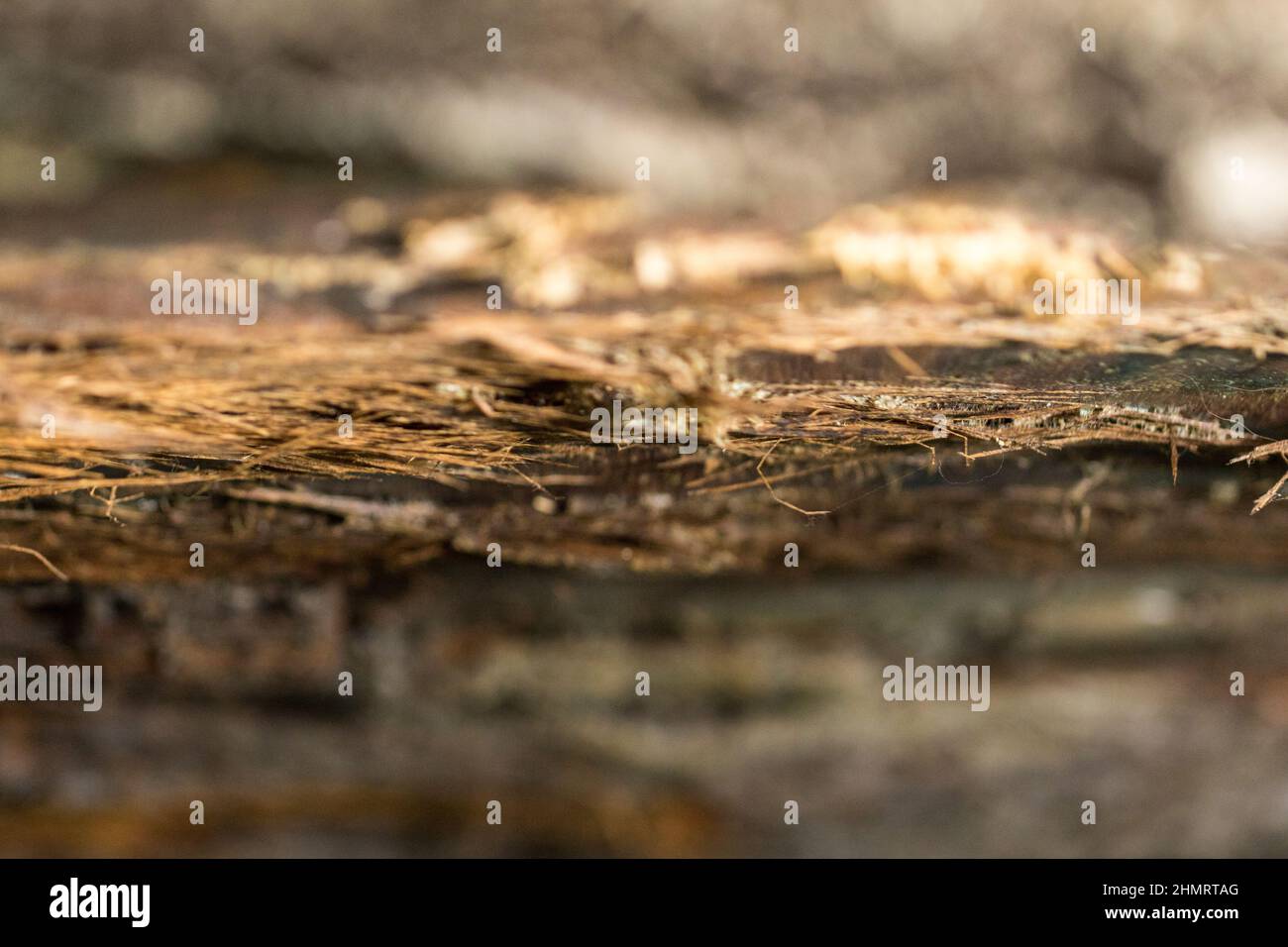 close up view of peel-off tree skin with flash Stock Photo - Alamy