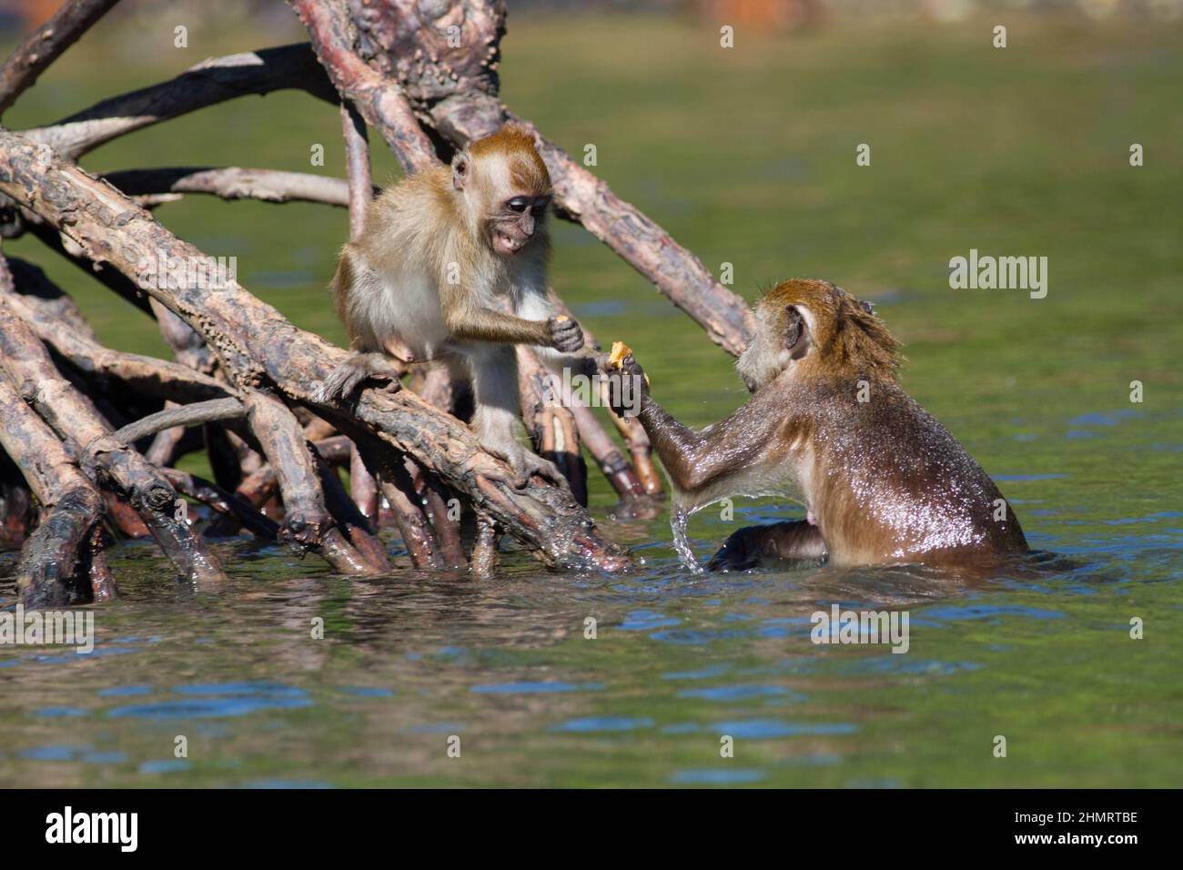 A juvenile Macaque receiving food from its mother with a grin on it ...