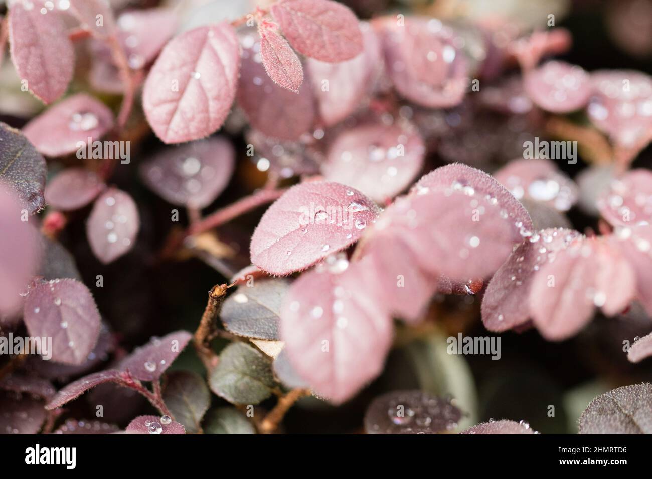 Dewdrops on grass in garden hi-res stock photography and images - Alamy
