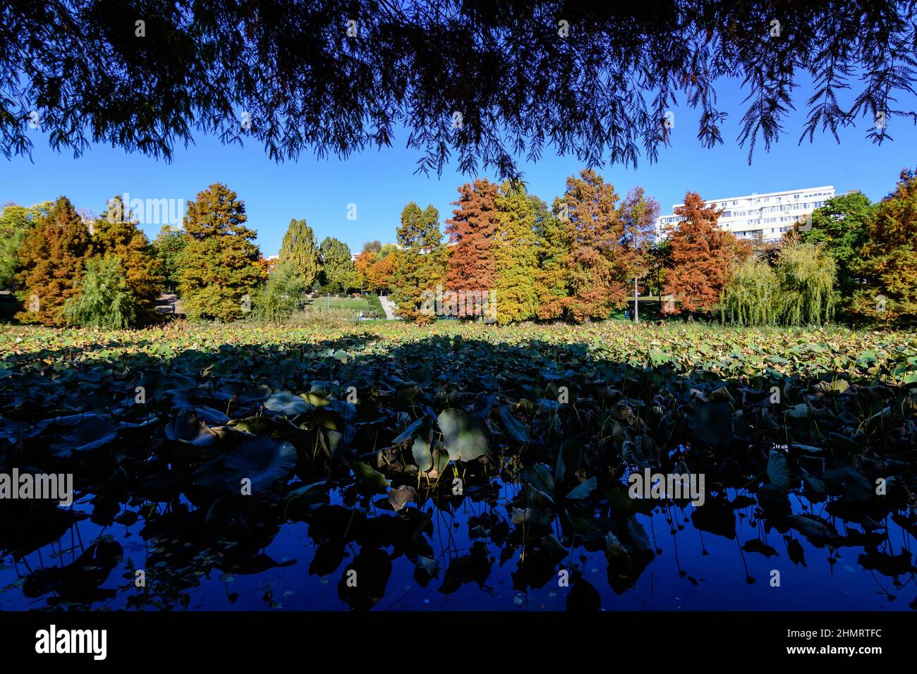 Autumn landscape with dried green leafs of water lily (Nymphaeaceae ...