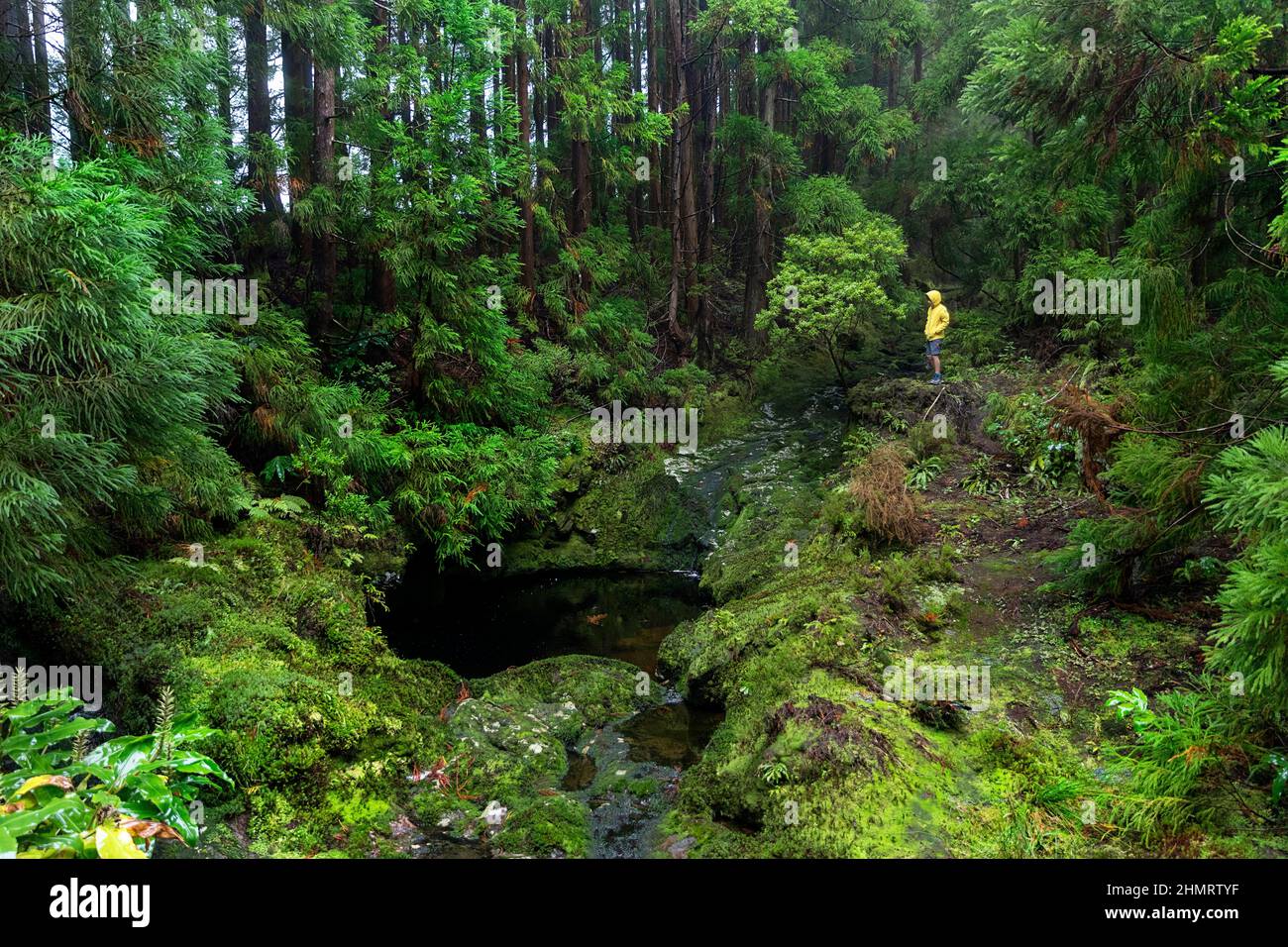 ancient tree trunks as child stands in magical deciduous forest ...