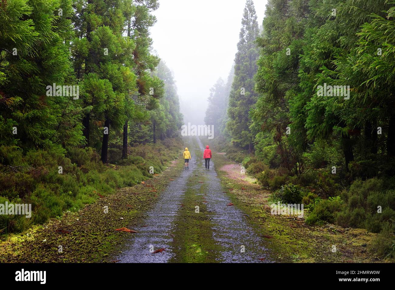 Mother and child walk on woodland path in magical pine forest, Terceira ...