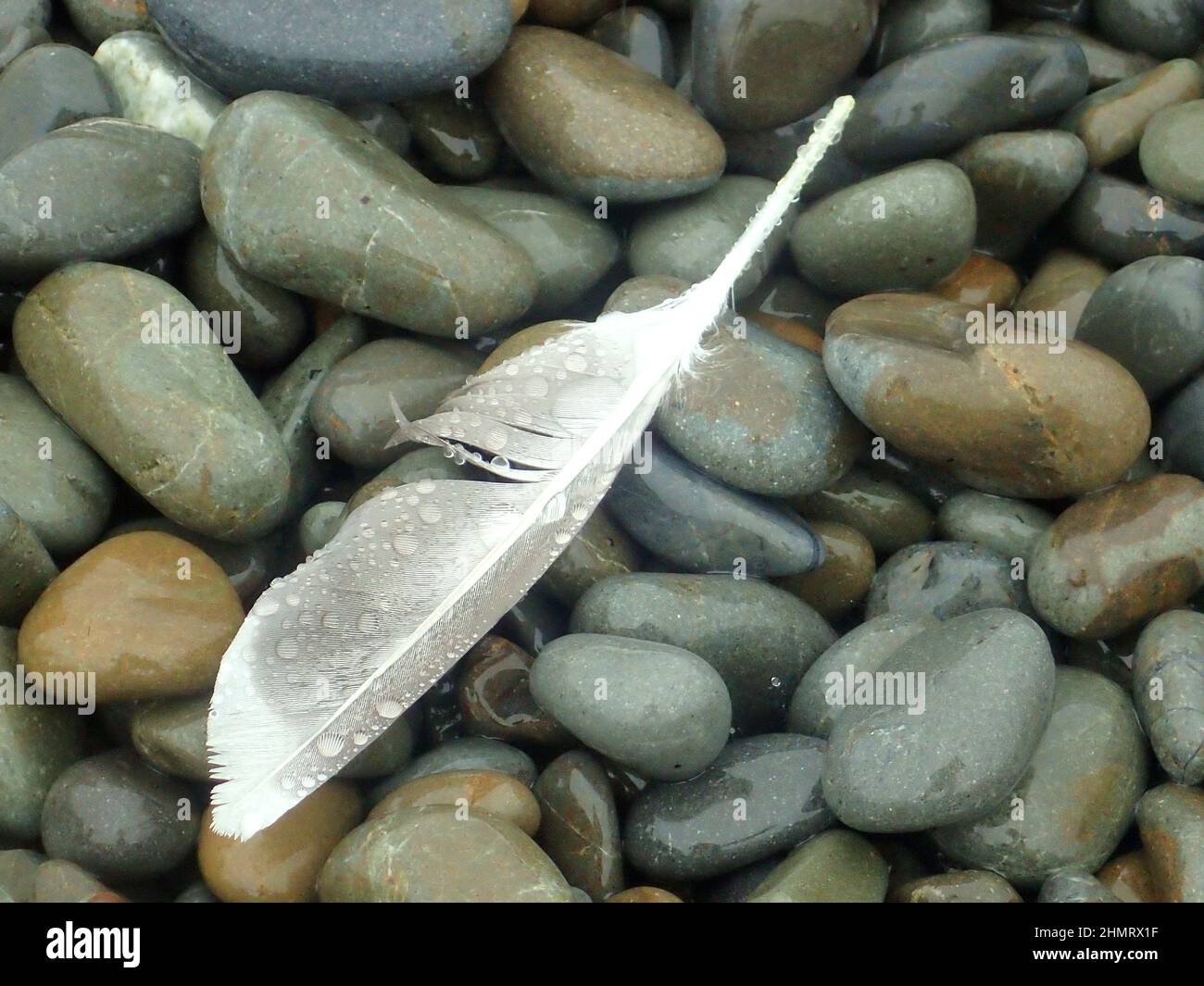 On Kapiti Island, one seagull feather lies across grey and brown beach ...