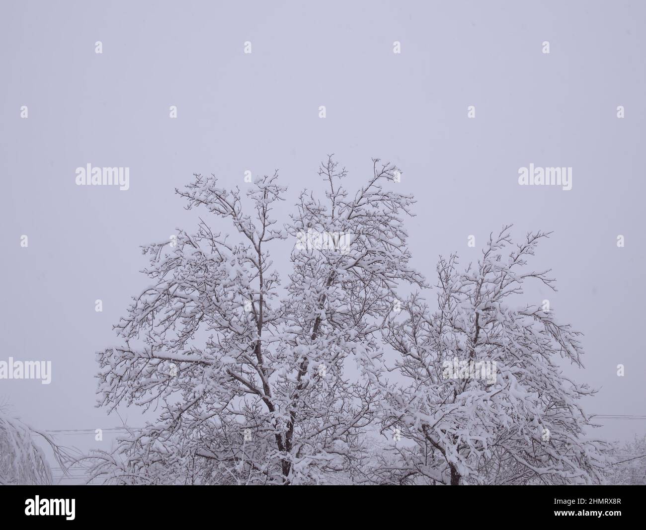 Willow tree covered with snow.A picture of snowy winter Stock Photo - Alamy