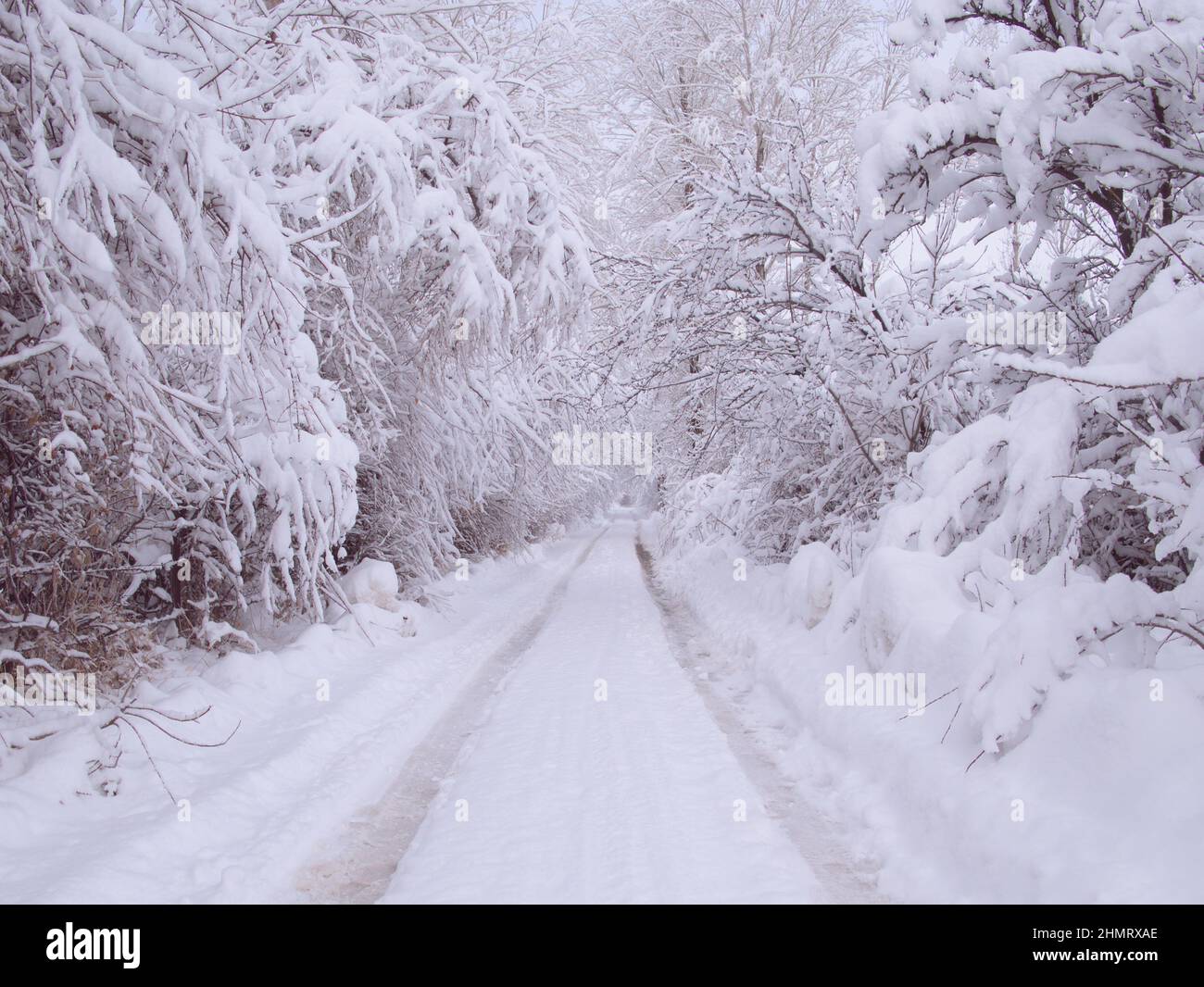 A road with trees on both sides and completely covered with snow. A ...