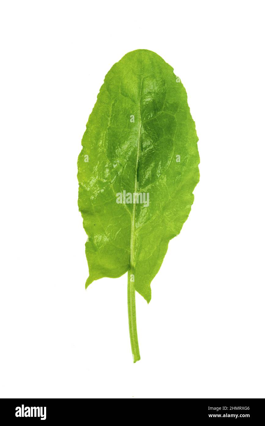 New harvest Cut Out Stock Images & Pictures - Alamy