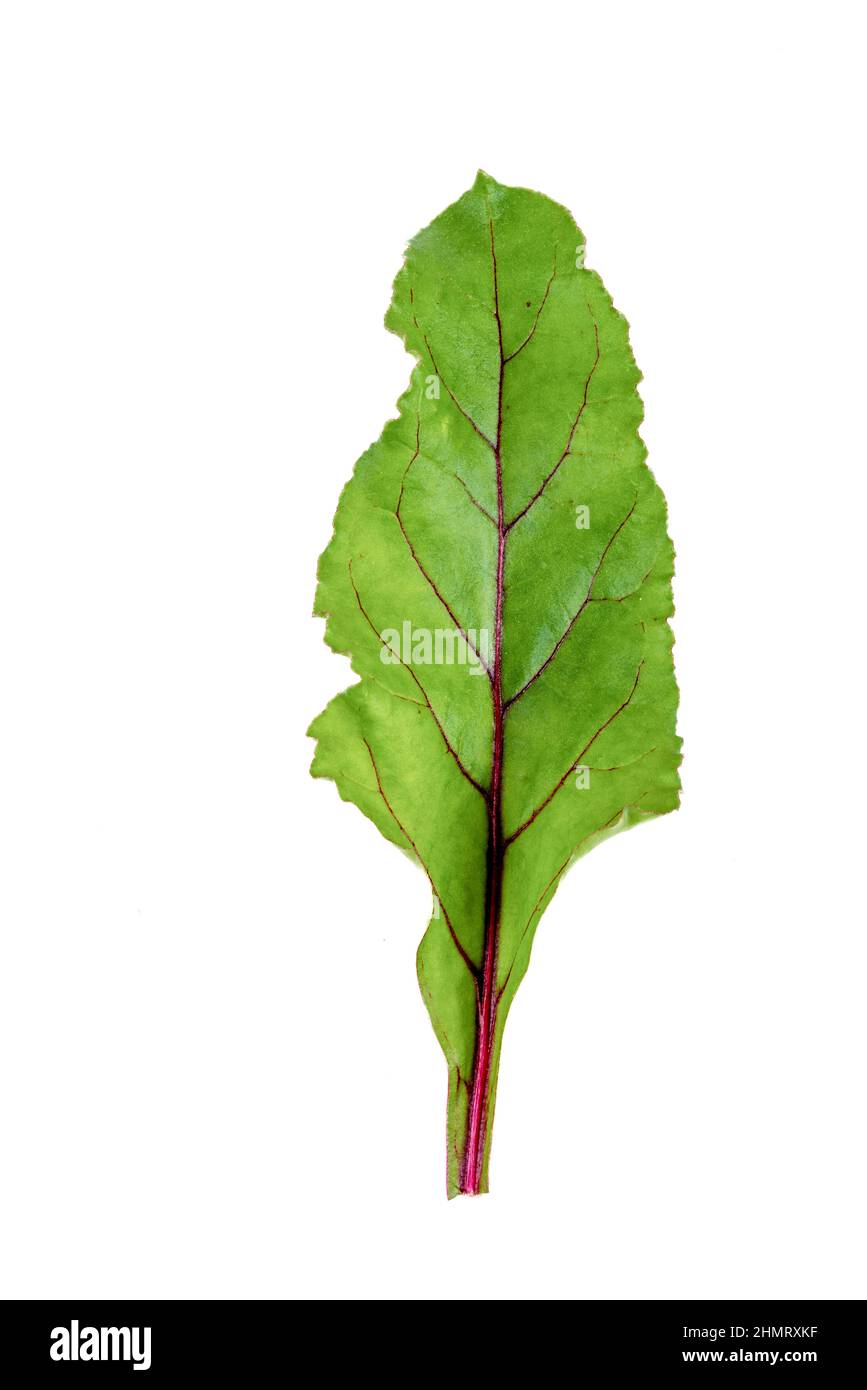 Red Beet Leaves