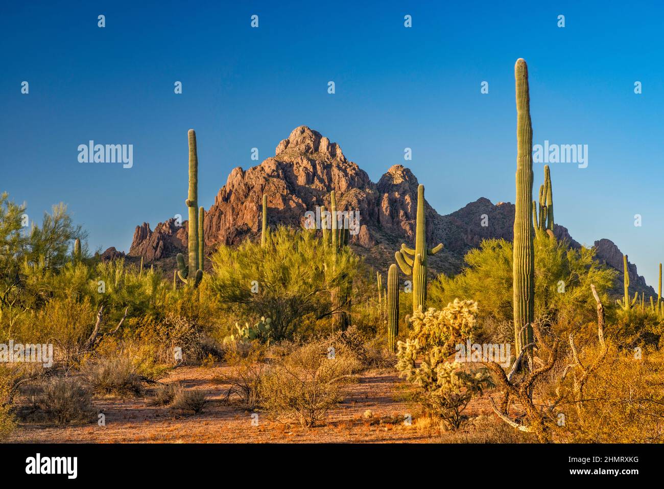 Ragged Top mountain, saguaro forest, at sunrise, Silver Bell Mountains ...