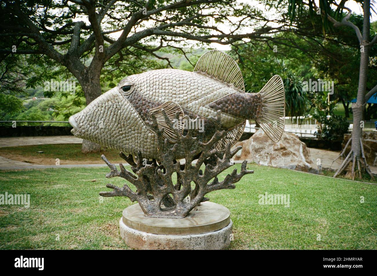 Triggerfish hawaii hi-res stock photography and images - Alamy