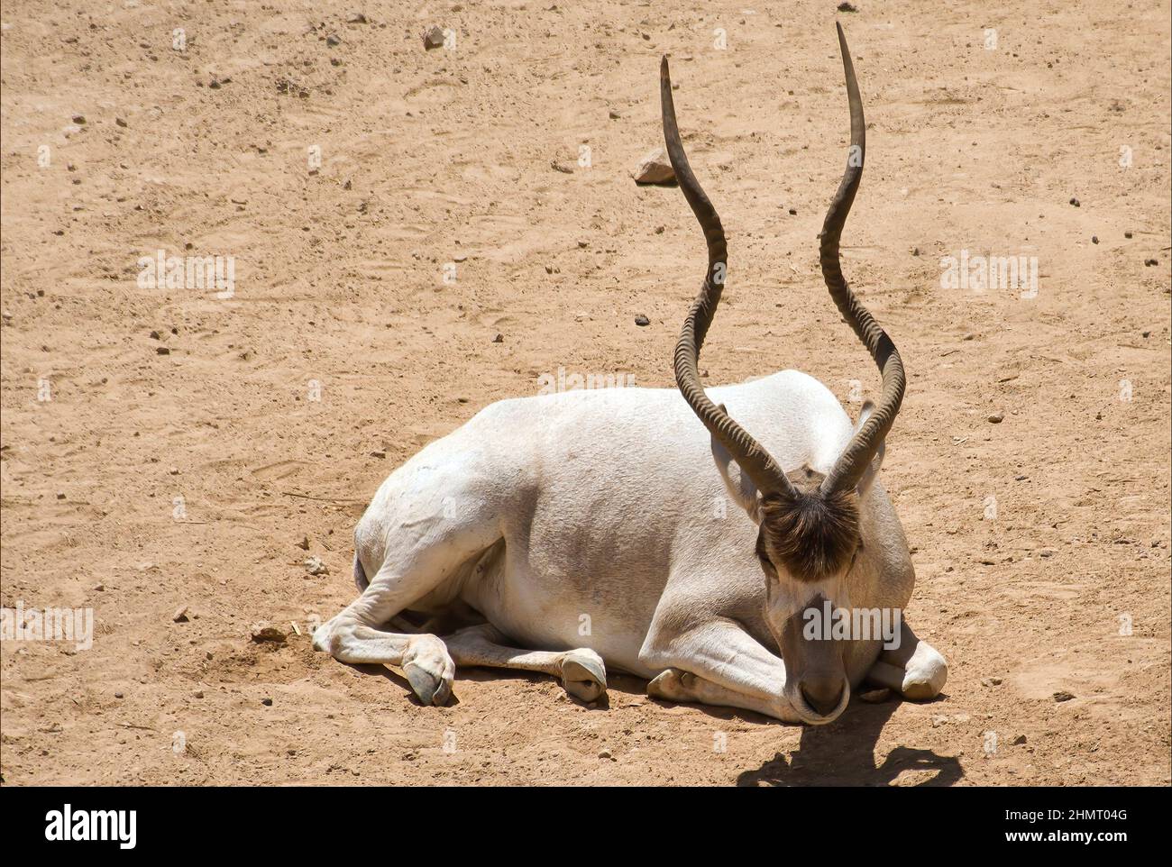Addax sahara hi-res stock photography and images - Alamy