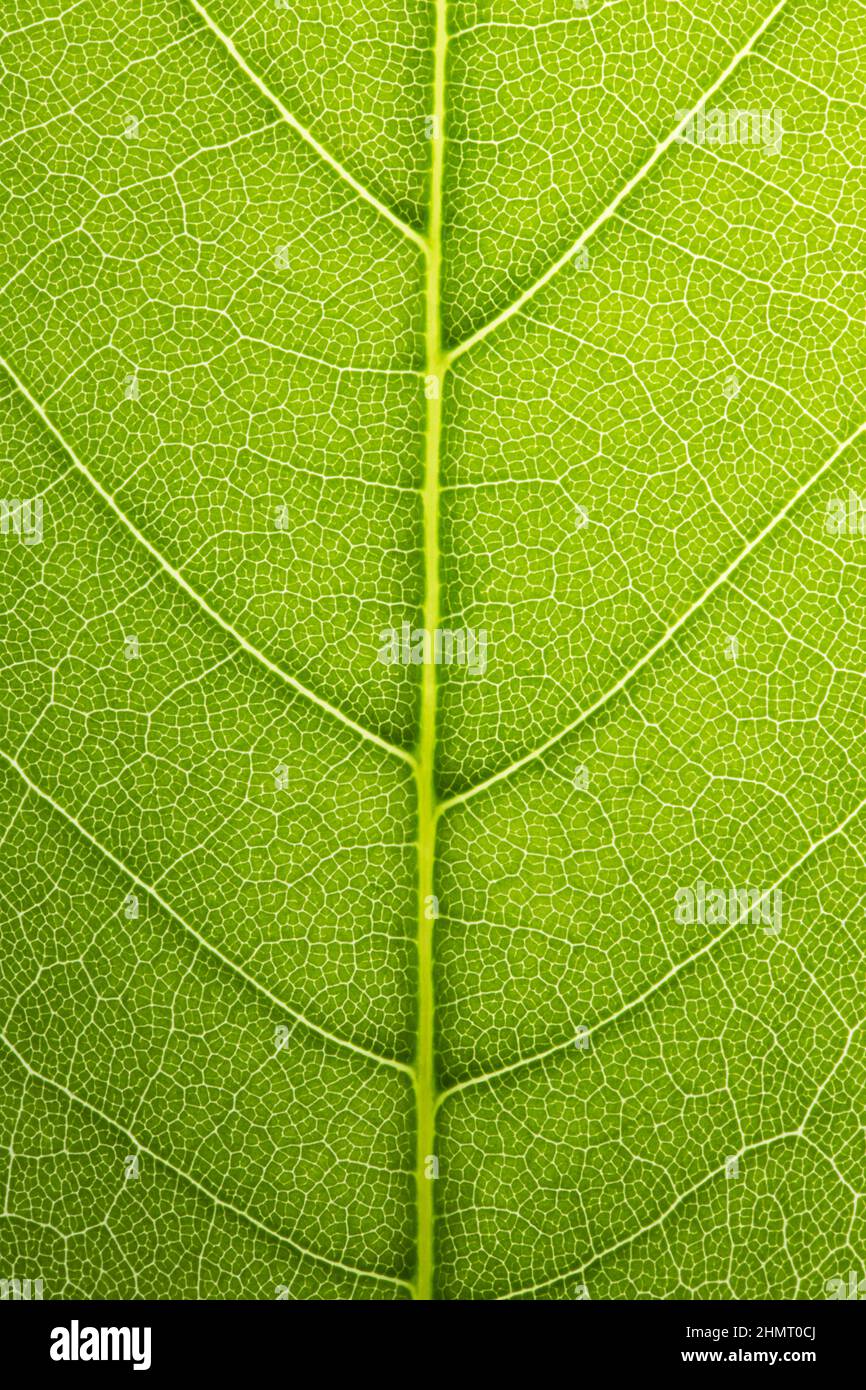 Fresh green leaves shaping background Stock Photo - Alamy