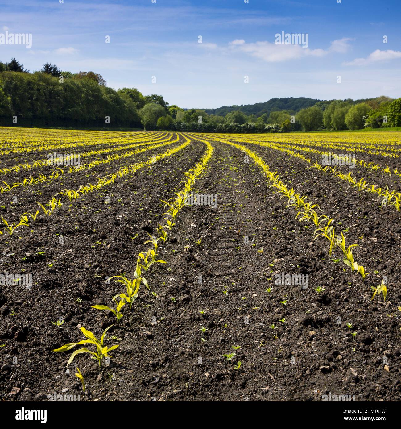 Agriculture shot: rows of young corn plants growing on a vast field with dark fertile soil ...