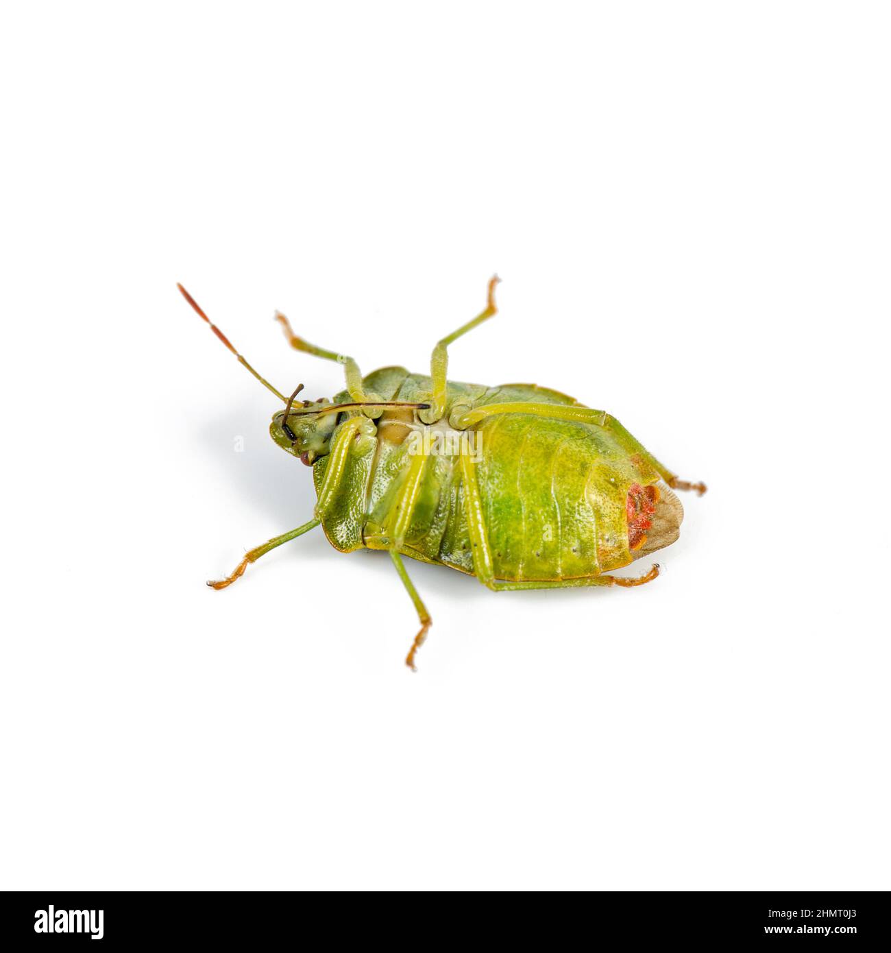 Shield bug Cut Out Stock Images & Pictures - Alamy