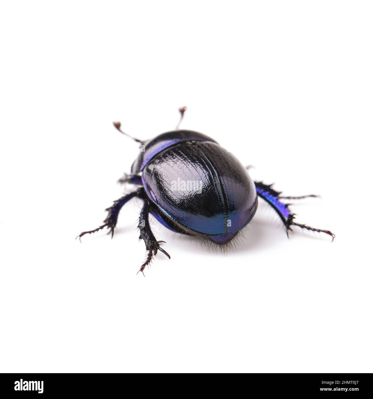 dung Beetle violet black on white background Stock Photo - Alamy