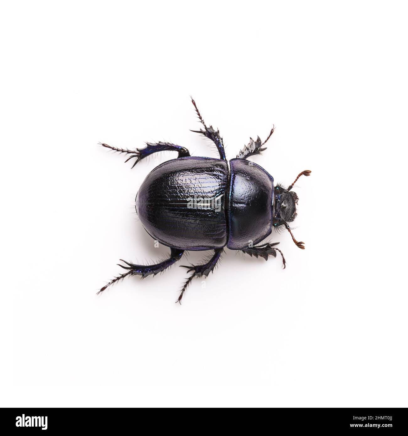 Small black beetles on Cut Out Stock Images & Pictures - Alamy