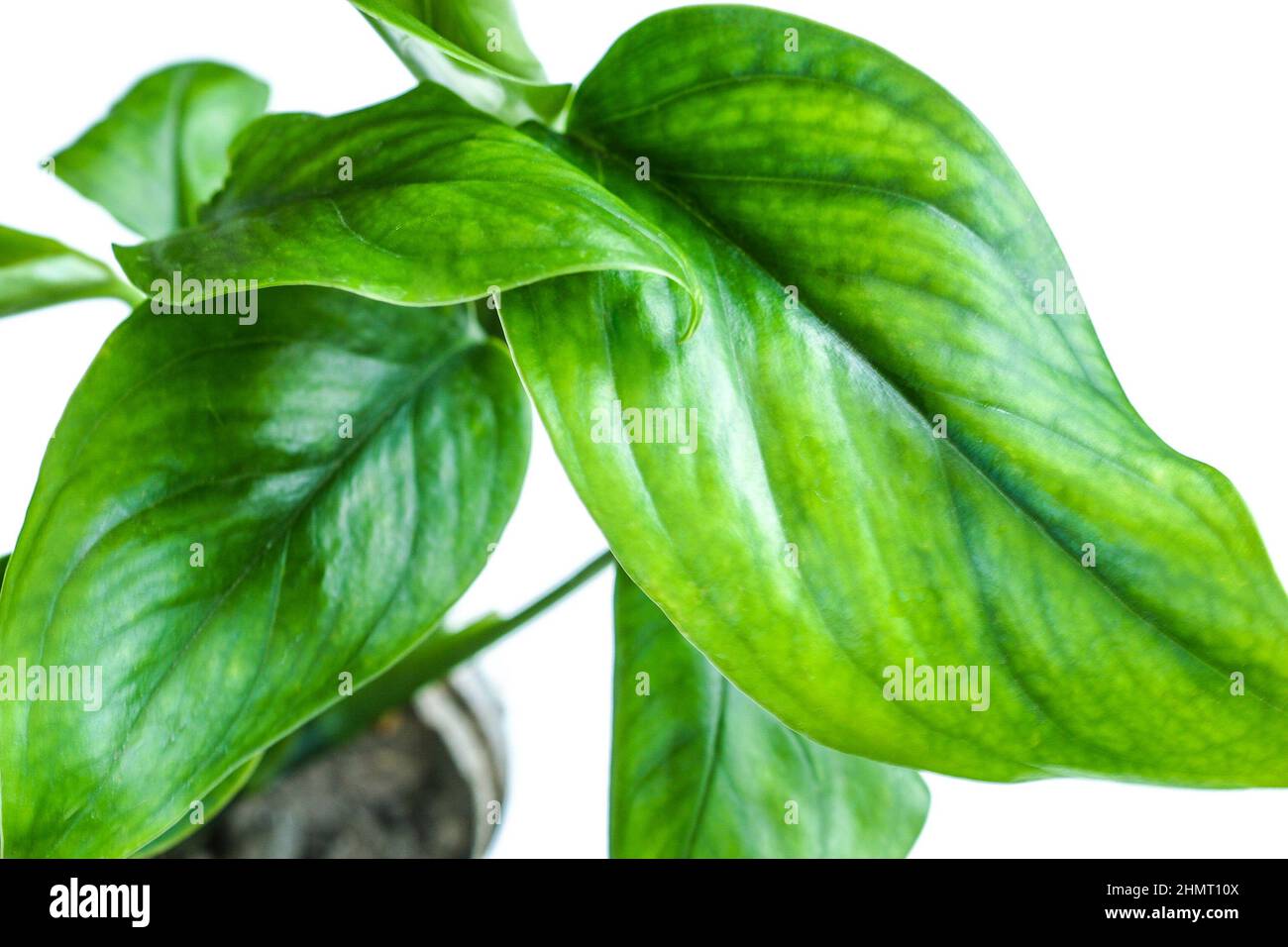 monstera house plant collection on a white background Stock Photo - Alamy