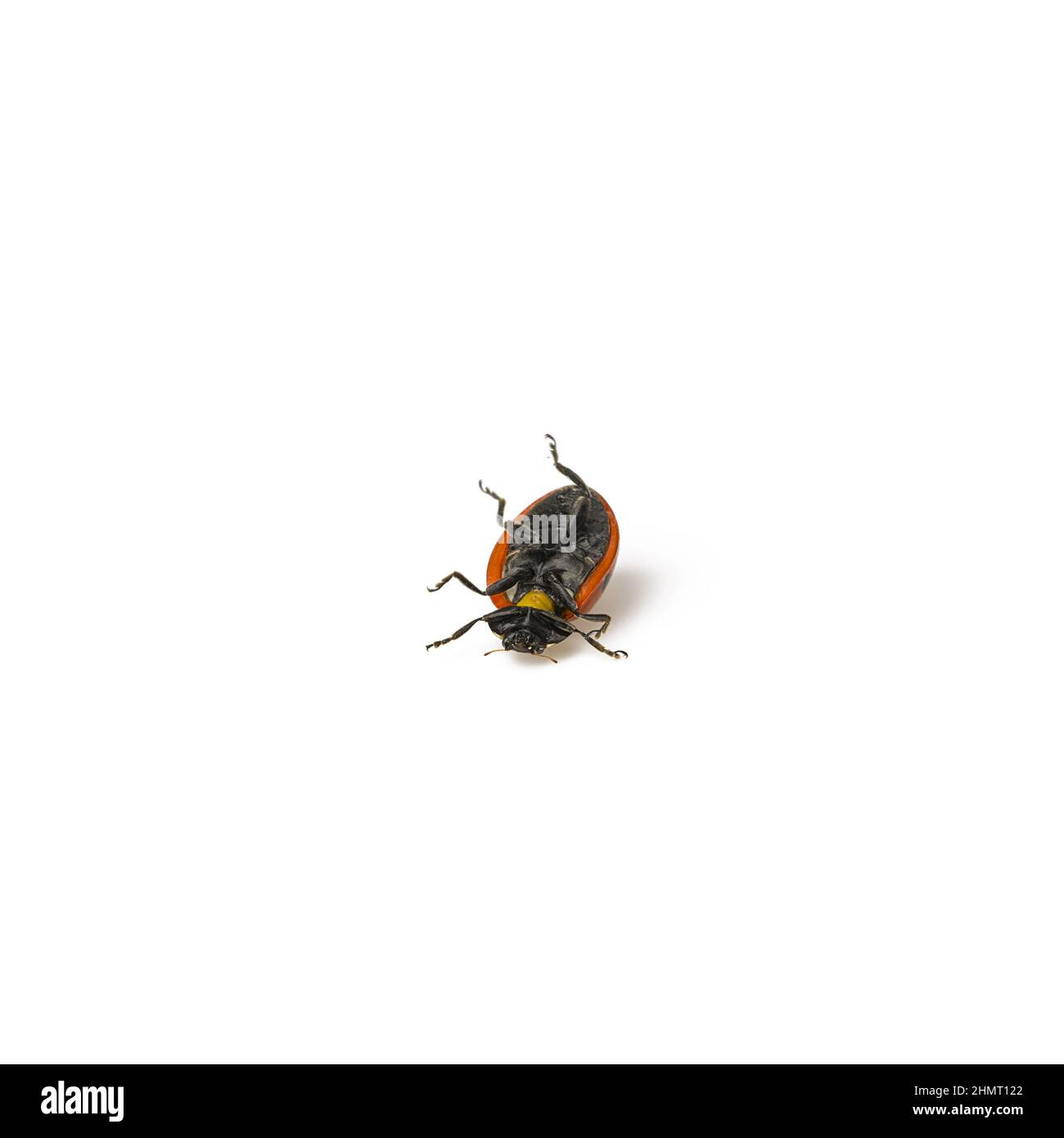 Ladybug Beetle with black points on white background Stock Photo - Alamy