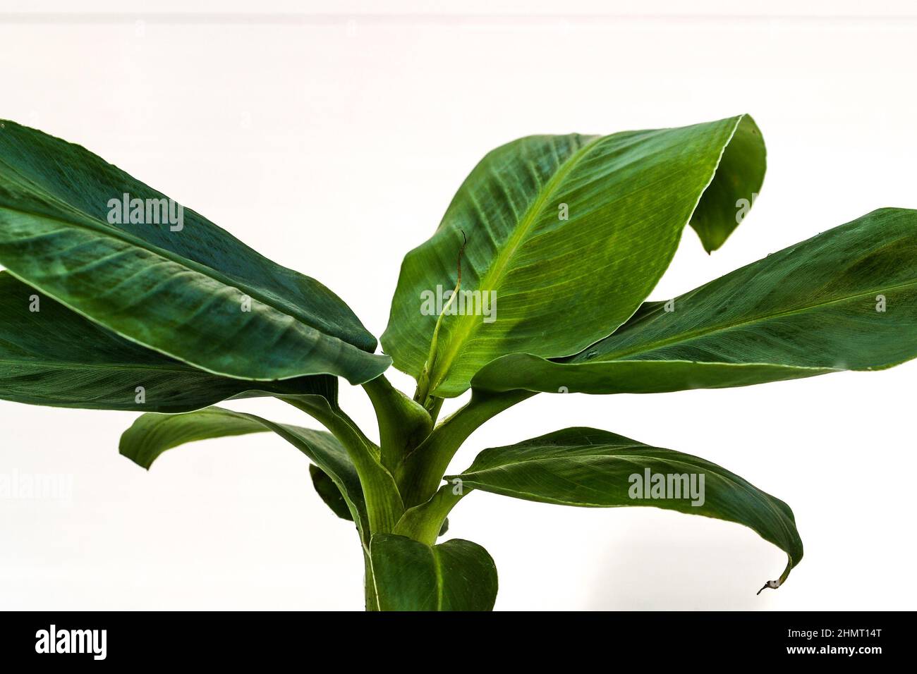 Musa green leaves tropical plant Stock Photo - Alamy