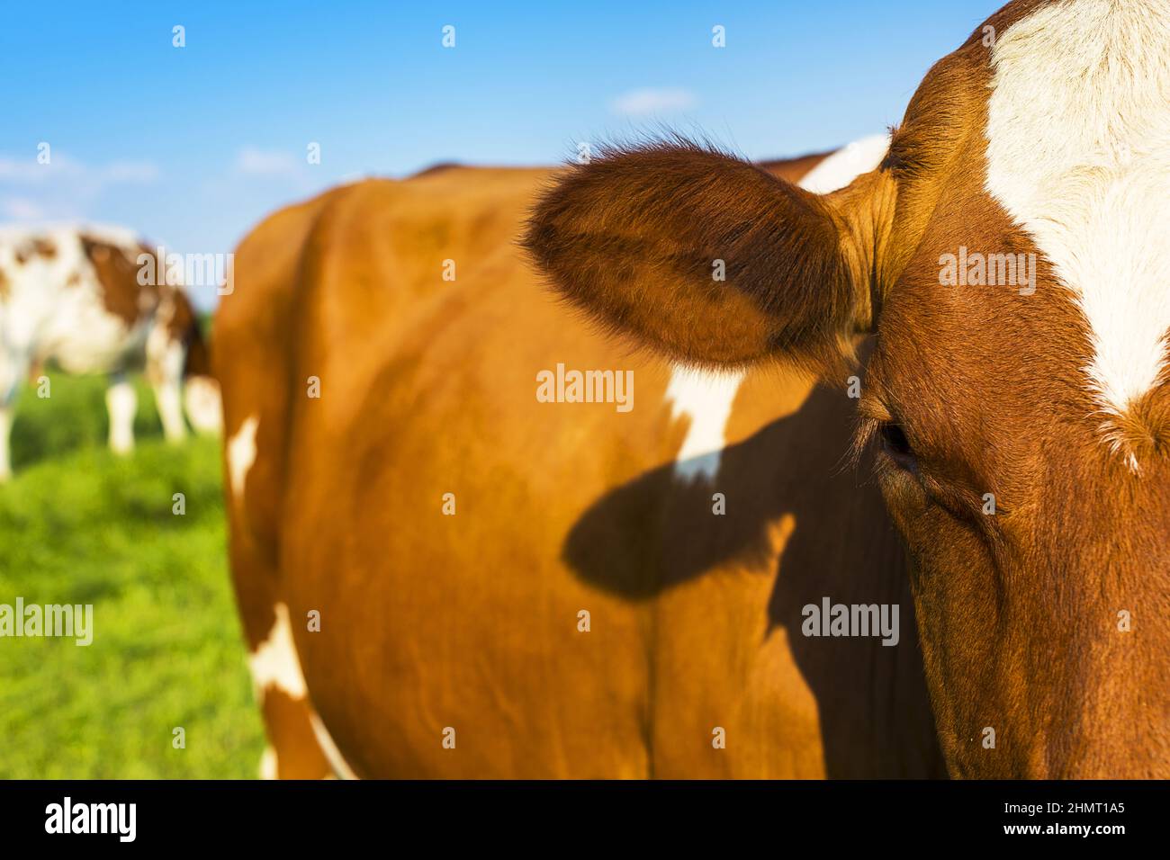 Brown cow on meadow with blue sky Stock Photo - Alamy