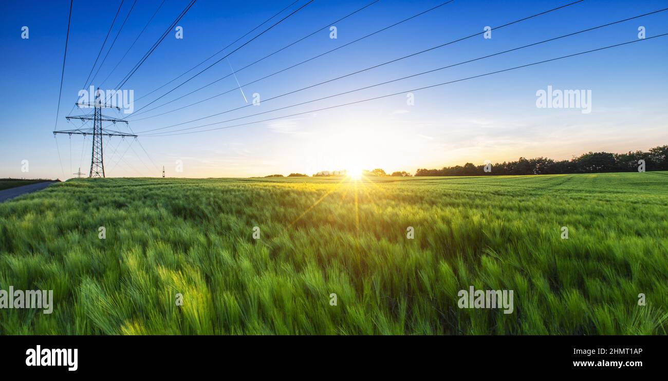cornfield before sunset at dusk with power pole Stock Photo - Alamy