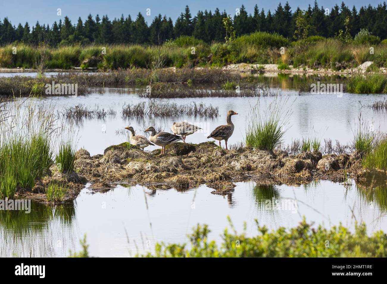 Bog lake with dugs in high Veen Stock Photo - Alamy