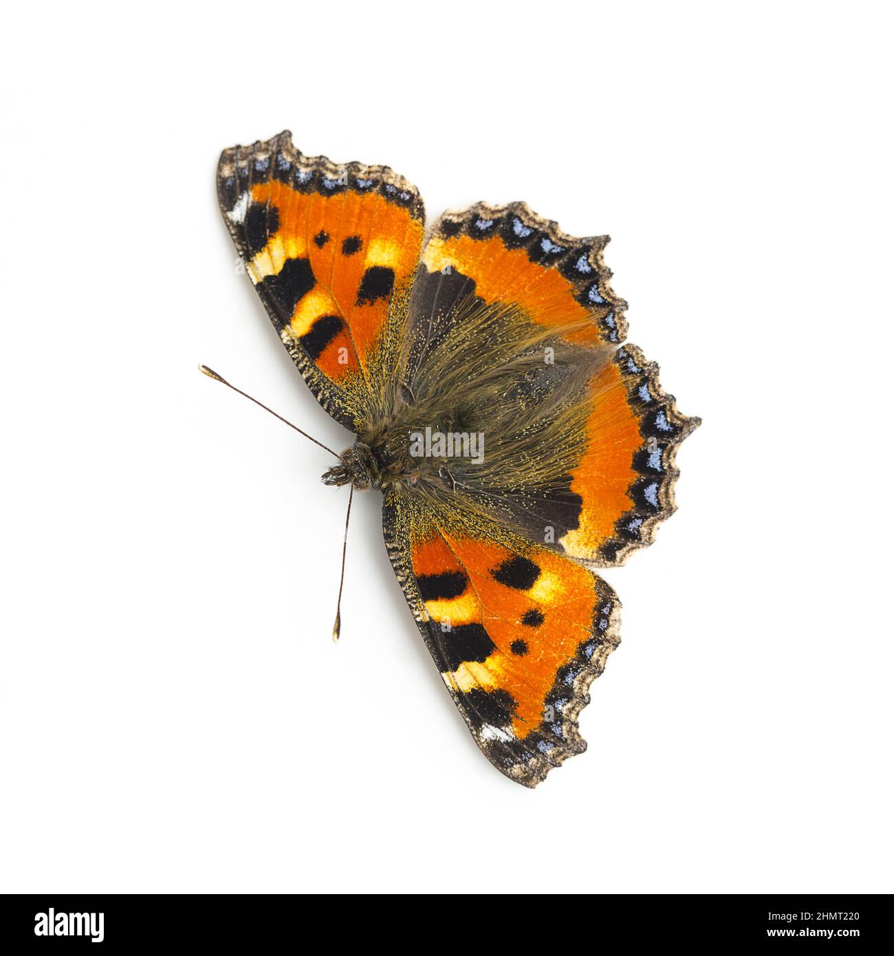 butterfly orange black spots Majesticsensor on white background Stock ...