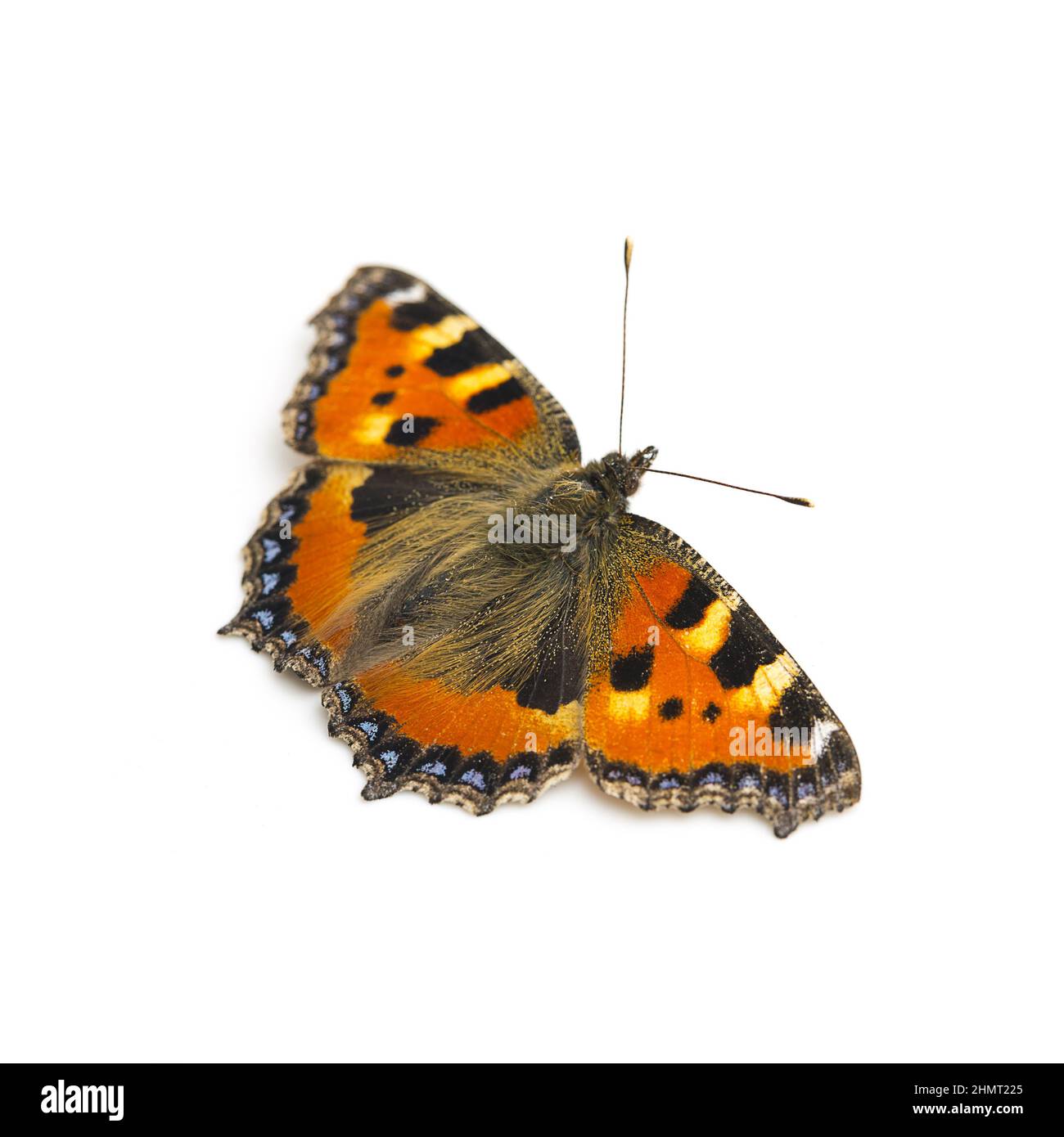 butterfly orange black spots Majesticsensor on white background Stock ...