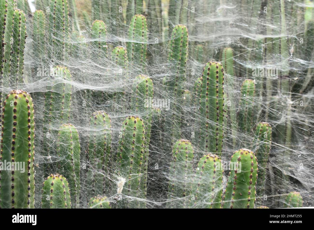 Colonial tentweb orbweaver hi-res stock photography and images - Alamy