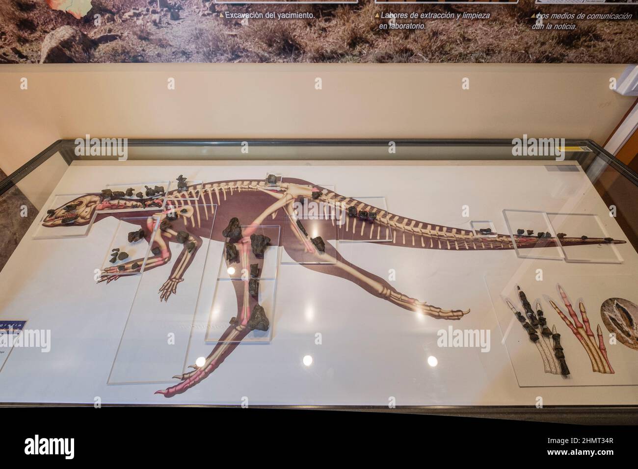 Hypsilophodon foxii, Centro de Interpretación Paleontológica de La ...