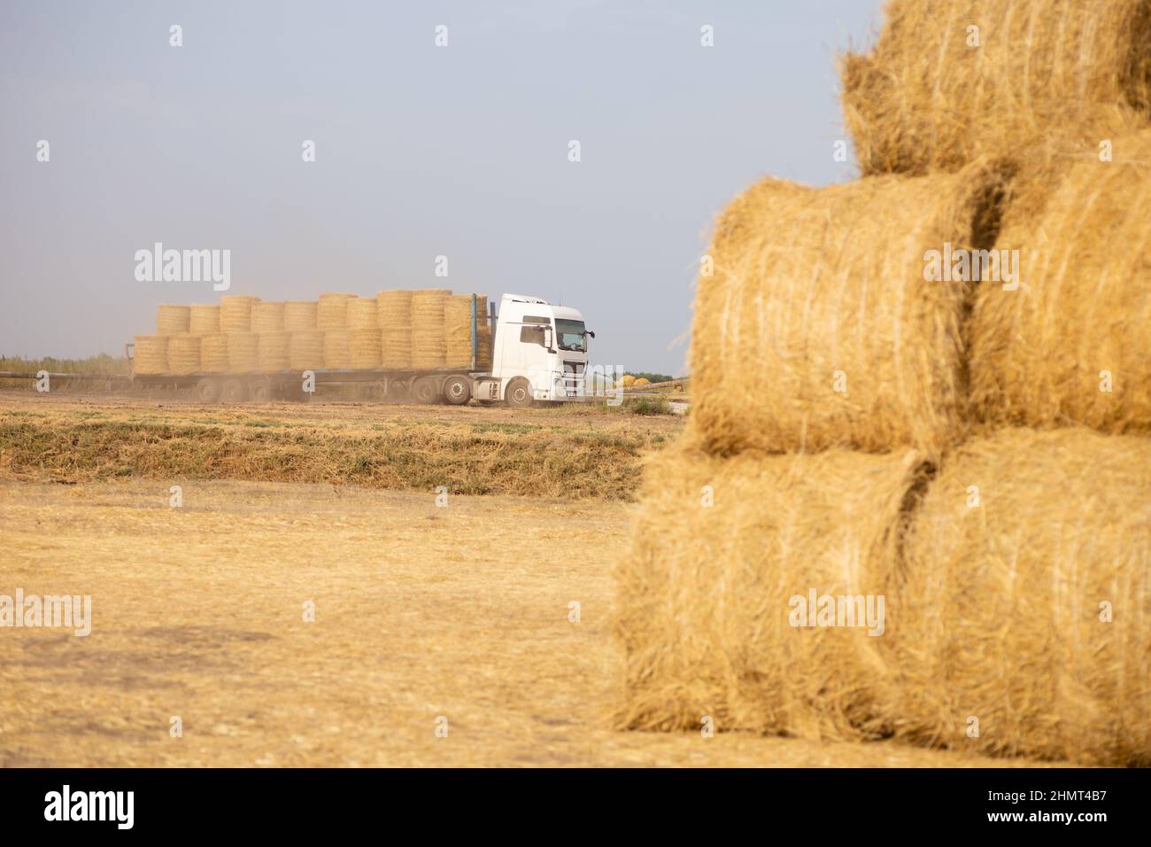 Loaded with rolled haystacks big white truck in background, large ...