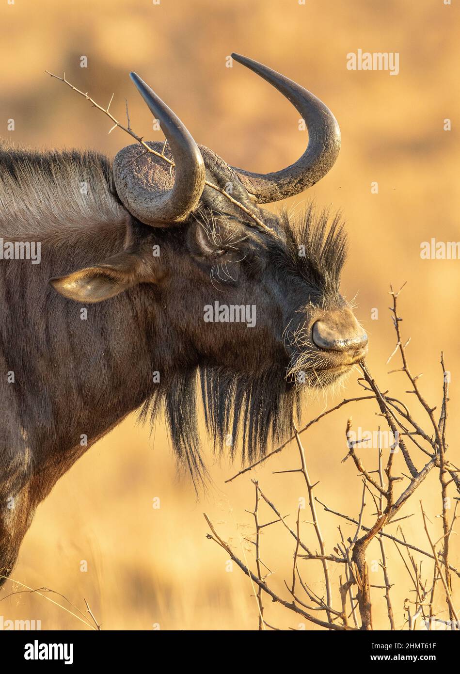 Black Wildebeest, South Africa Stock Photo - Alamy