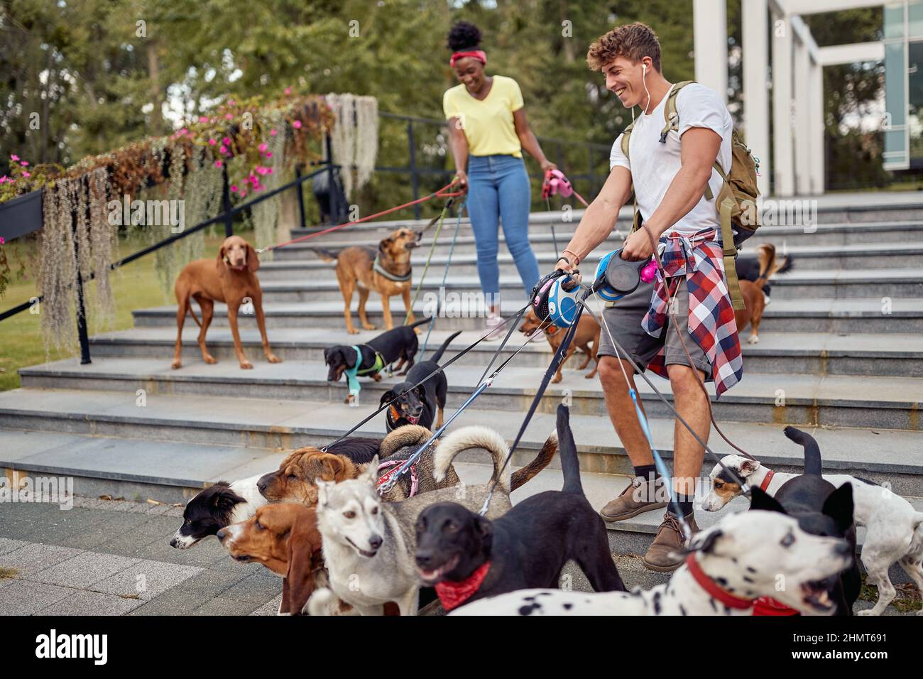 Dogs on the streets on leash with smiling professional dog walker Stock ...