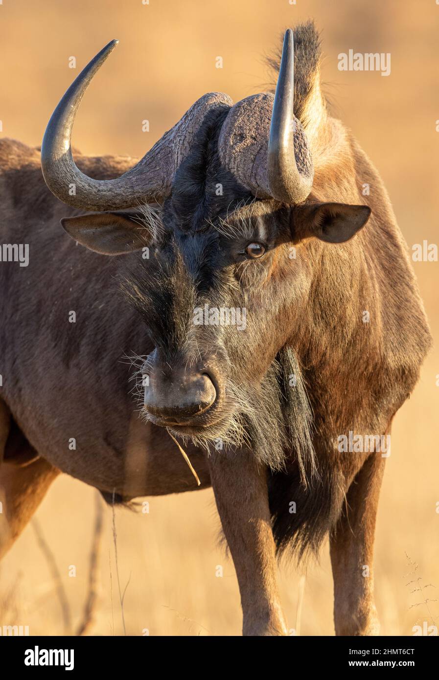 Wildebeest with african scenery hi-res stock photography and images - Alamy