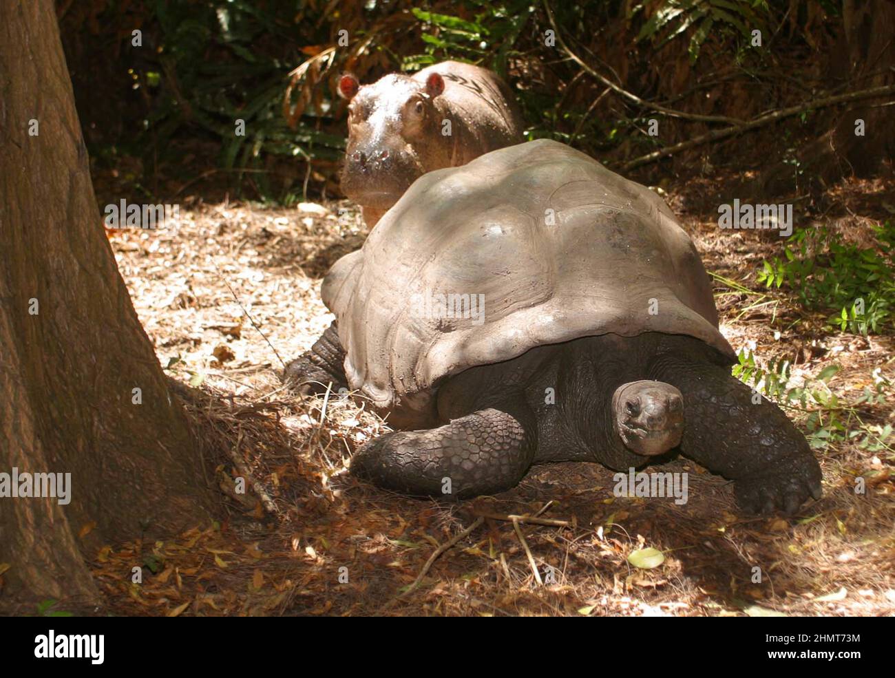Baby hippo and tortoise hi-res stock photography and images - Alamy