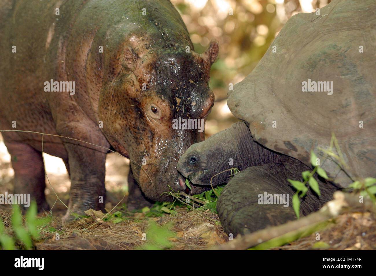 OWEN AND MZEE SHARE A LEAF DINNER. BABY HIPPO OWEN WHO WAS SEPARATED ...