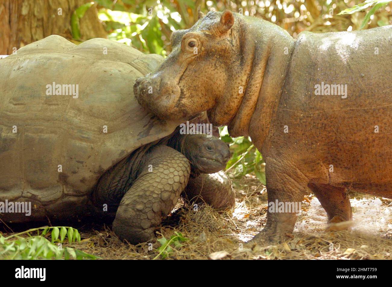 OWEN TAKES A REASSURING SNIFF OF MZEE. BABY HIPPO OWEN WHO WAS ...