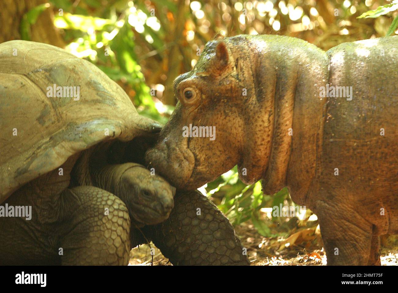 OWEN TAKES A REASSURING SNIFF OF MZEE. BABY HIPPO OWEN WHO WAS ...