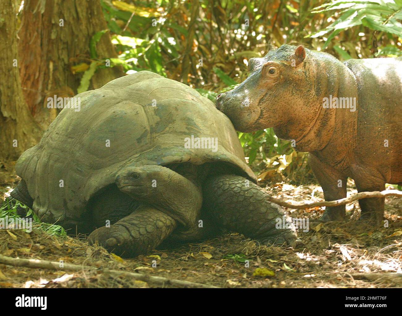 OWEN NUZZLES UP TO MZEE. BABY HIPPO OWEN WHO WAS SEPARATED FROM HIS ...