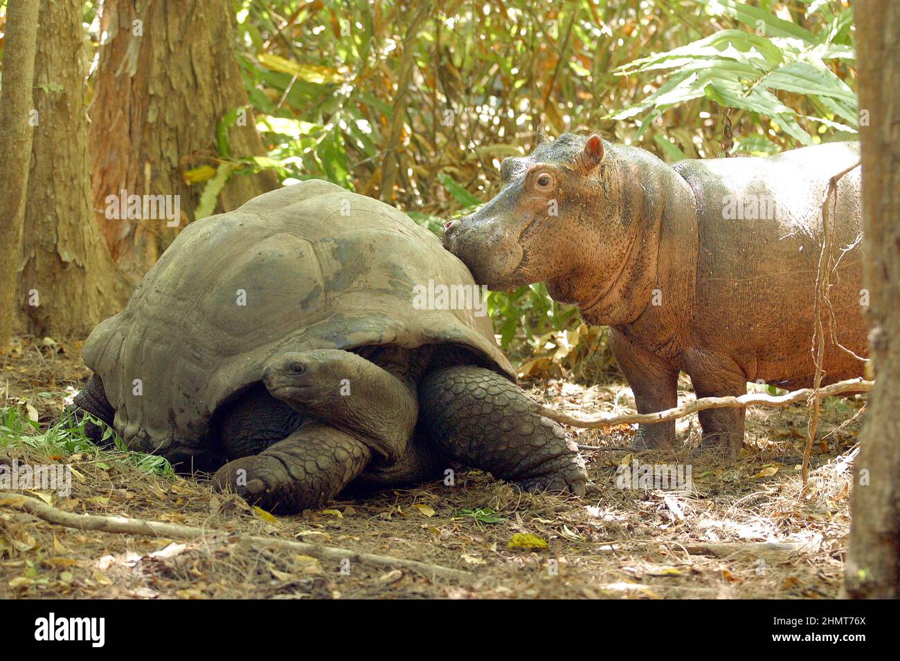OWEN NUZZLES UP TO MZEE. BABY HIPPO OWEN WHO WAS SEPARATED FROM HIS ...