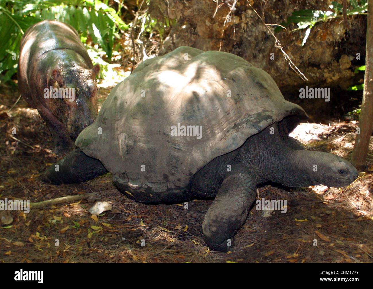 Owen and mzee hi-res stock photography and images - Alamy